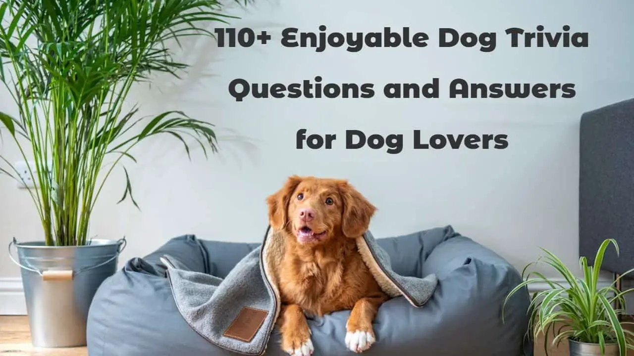 Dog Trivia Questions and Answers